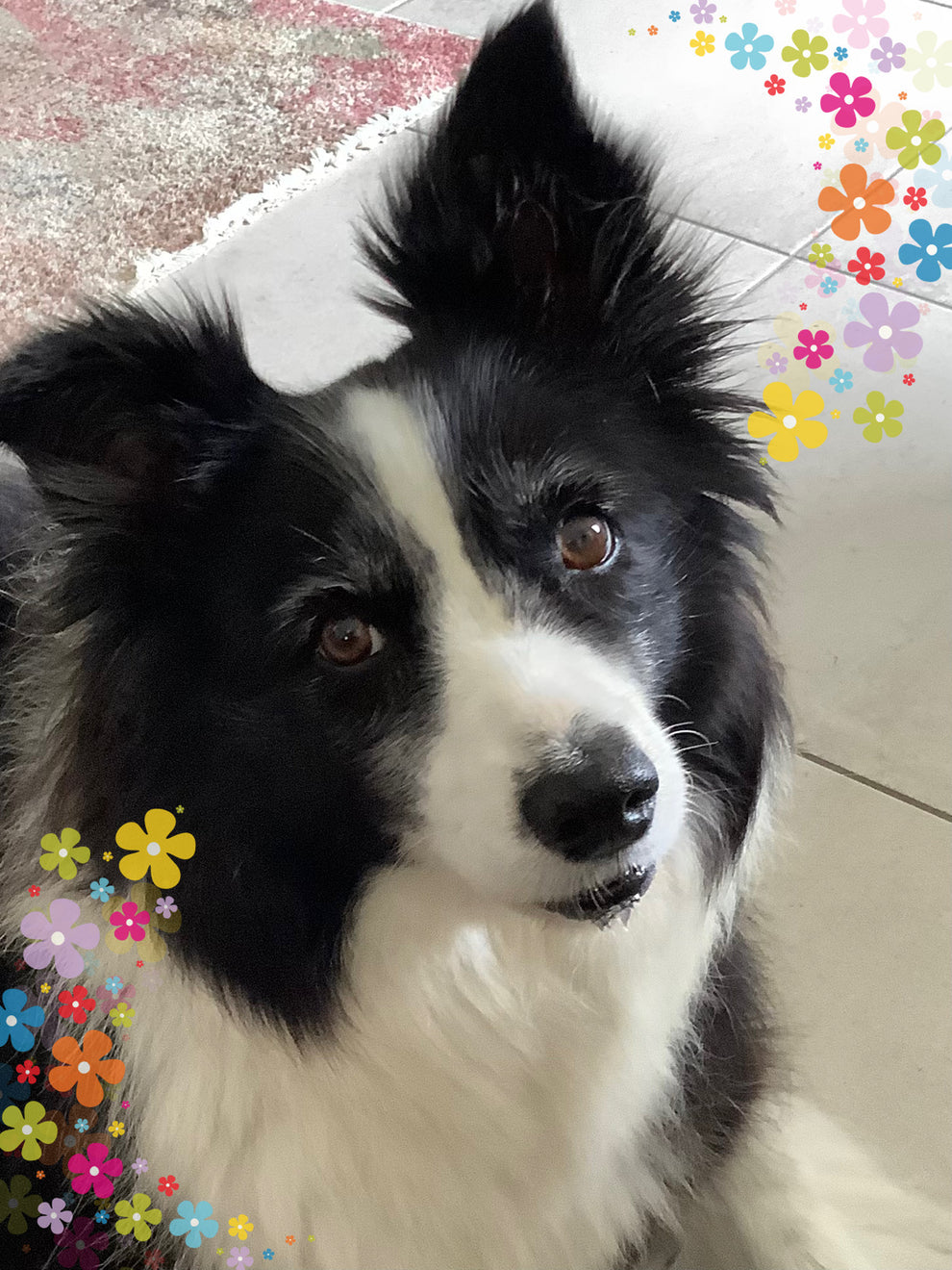 Loyal Fans – Stay Loyal