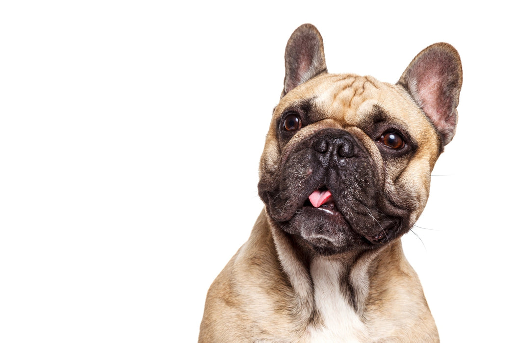 What is Crude Protein and how it is Measured? – Stay Loyal