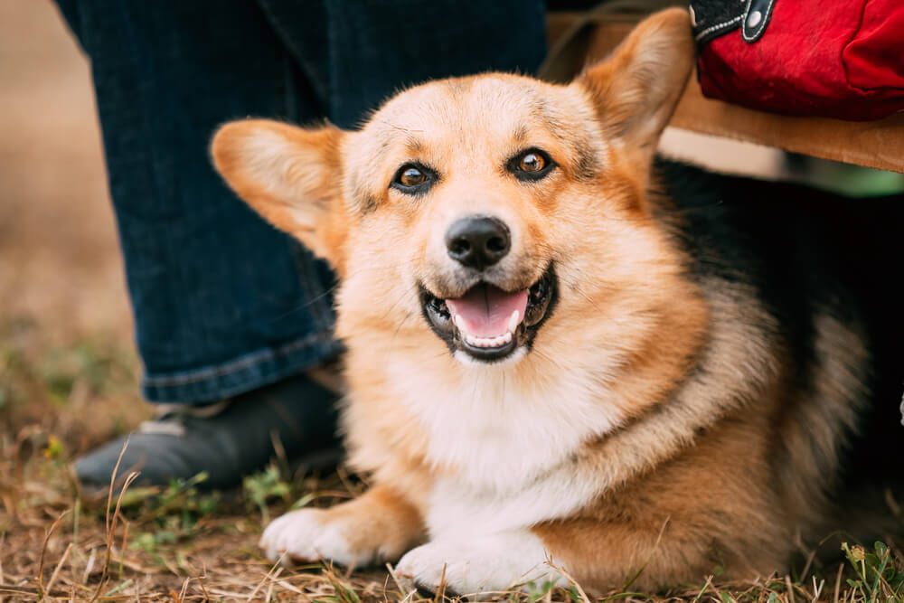 Anthropomorphism – What is it and How it Causes Problems for Dog Owner ...