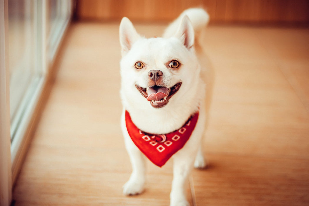 What is Fly Snapping Syndrome in Dogs? – Stay Loyal