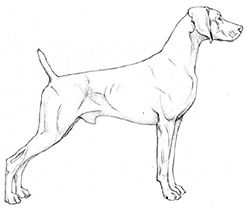 Dog Condition Chart – Stay Loyal